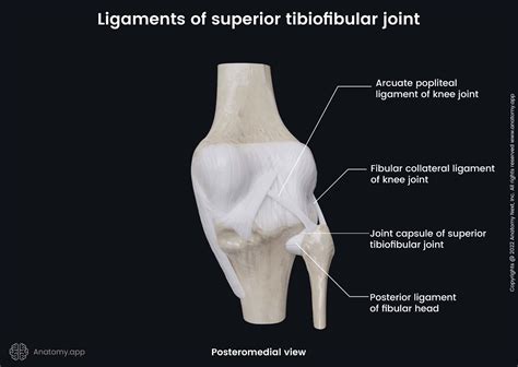 Superior Tibiofibular Joint Anatomy App