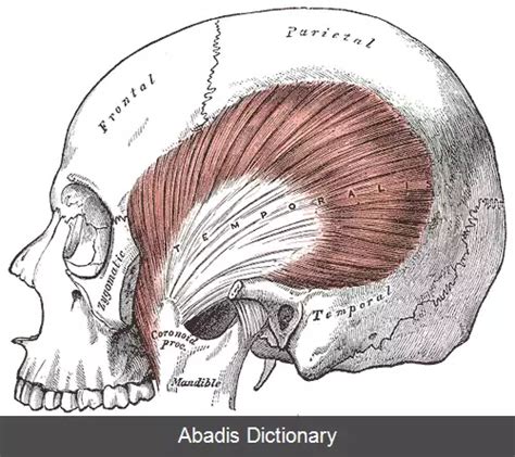 ماهیچه گیجگاهی معنی در دیکشنری آبادیس