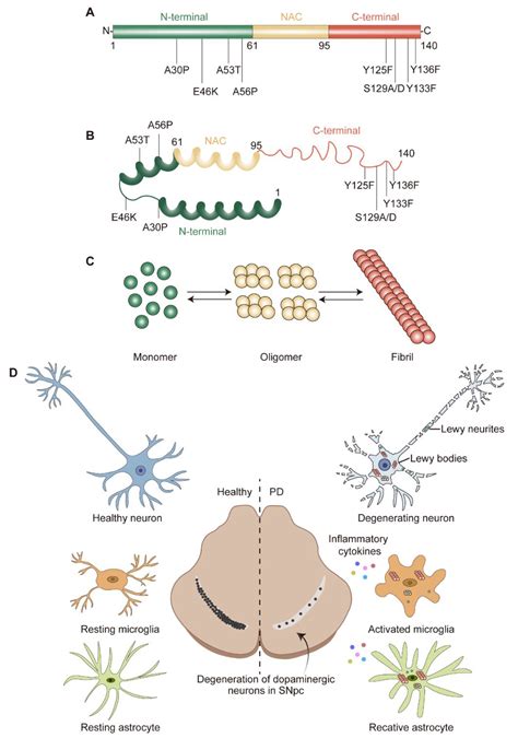Pathogenesis Of α Synuclein In Parkinsons Disease From A Neuron Glia Crosstalk Perspective