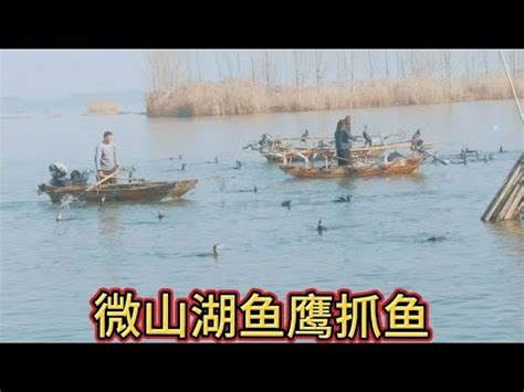 近距离观看上百只鱼鹰抓鱼的场面挺震撼一猛子下去都能叼上鱼来 YouTube