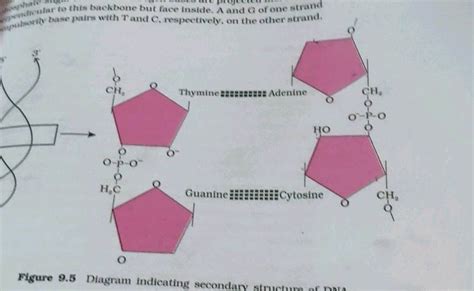Secondary Structure Of Dna