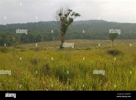 Tropical Grassland