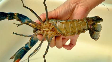 อยู่บ้านเลี้ยงกุ้งก้ามแดง อาชีพสบายรายได้เดือนละแสน Youtube