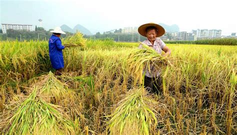 今年全国粮食总产量再破6亿吨 增长24实现“十二连增”界面新闻 · 天下