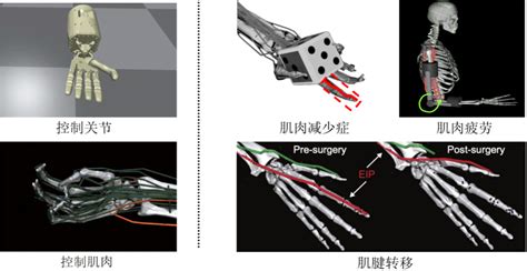 北京大学图灵班本科生获得neurips 2022 Myochallenge挑战赛冠军 新闻动态 北京大学前沿计算研究中心