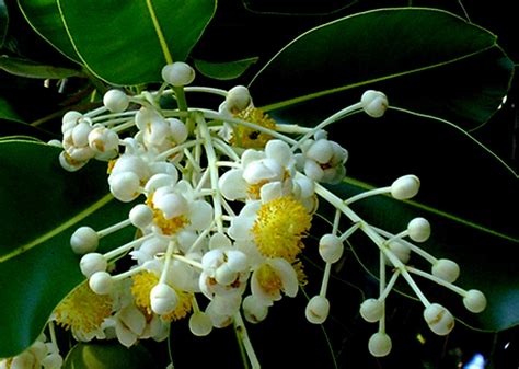 Ngh A V C Ng D Ng C A Hoa M U Hoatuoivannam Com