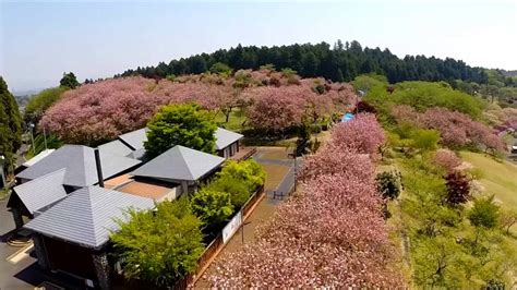 那珂市静峰ふるさと公園の八重桜 空撮 double cherry blossoms YouTube