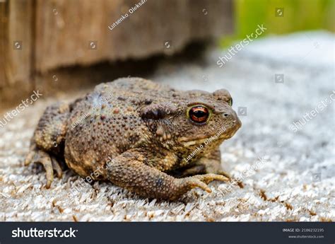 What Is Smoking Bufo Toad A Doctor Explains Substance Used 46 Off