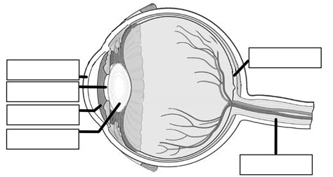 AP Psych Unit 3 Diagram 1 Diagram Quizlet