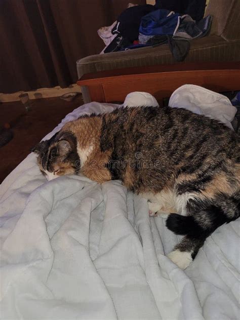 Lazy Cat Sleeping Stock Photo Image Of Sleeping Snooze 287663692