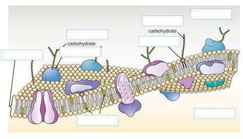 BIO Module Diagram Lipid Membrane Diagram Quizlet