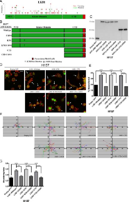 Lkb1 Regulates Cellular Polarization Through Its C Terminal Domain In A Download Scientific