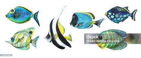 열대 지방의 산호 물고기 세트의 수채화 그림 밝고 육즙이 많은 고립 장식 디자인 포스터 엽서 초대장 인쇄물 메뉴 관광에 대한 스톡 벡터 아트 및 기타 이미지 Istock