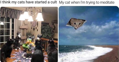 Wholesome Feline Memes For A Sublime Afternoon Of Slacking Off I Can