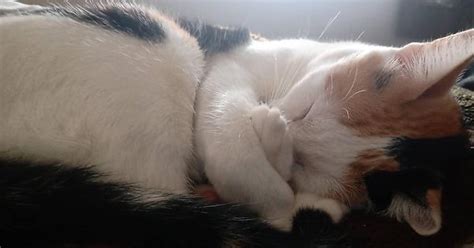 My Cat Imgur