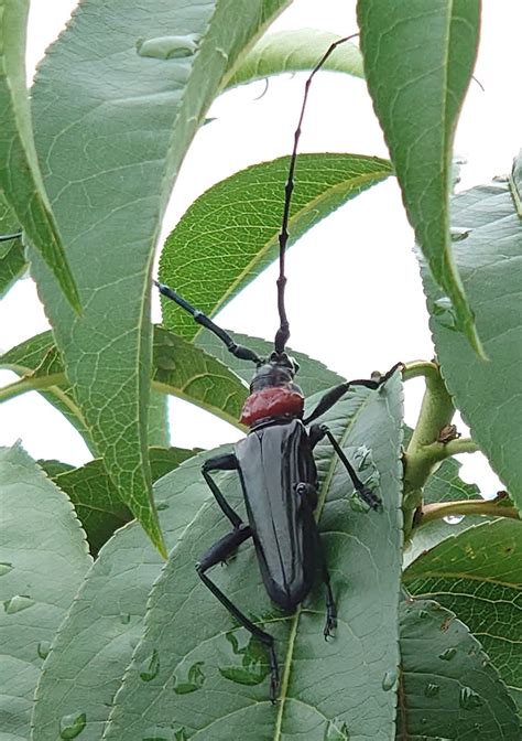 兵庫県広報 on Twitter 昨年県内初確認 特定外来生物 クビアカツヤカミキリ に注意 サクラやモモウメなどを