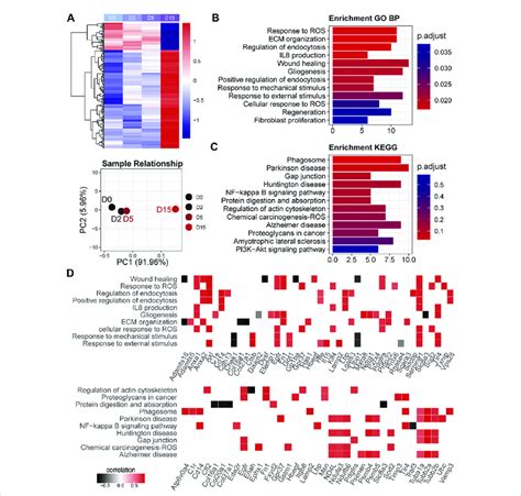 Late Responsive Genes Are Related To Extracellular Matrix Organization Download Scientific
