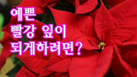 예쁜 빨강 잎이 되게 하려면 How To Make A Red Leaf Youtube