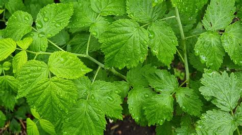 Juicy Wet Raspberry Leaves Covered With Rain Drops Close Up Summer In