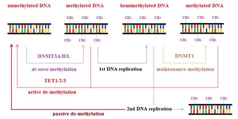 Frontiers Epigenetic Inheritance Concepts Mechanisms And Perspectives