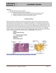 Lab Manual Ex 5 Lymphatic System Doc Laboratory Exercise 5 Lymphatic System Objectives 1
