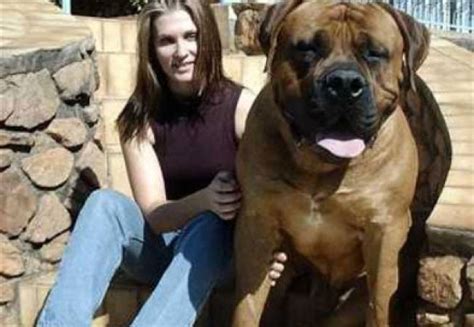 Legenda Sau Adevar Despre Rasele De Caini Mari