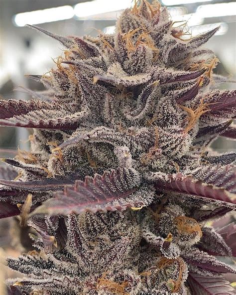 Inhouse Genetics Blackcherry Punch Goose Seeds