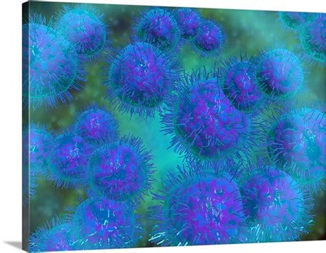 Microscopic View Of Diplococcus Bacterium Great Big Canvas