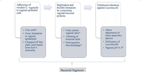 Pathway Implicated In The Pathogenesis Of Bacterial Vaginosis Download Scientific Diagram