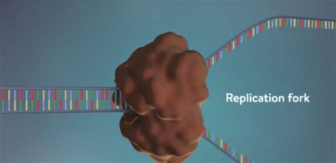 Module 5 Dna Replication Transcription Translation Flashcards Quizlet