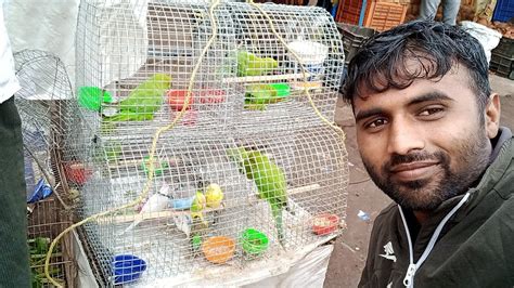 Bajri Birds Or Green Parrot 😀 Youtube