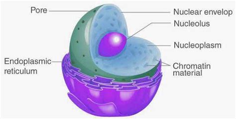Nucleus Explained With Its Structures