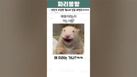 어딘가 이상한 햄스터 인증 레전드ㅋㅋㅋㅋ Youtube