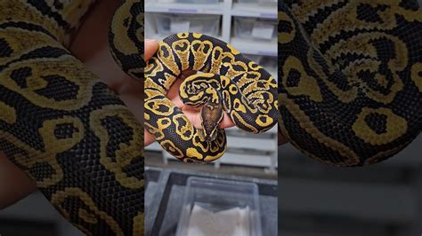 Gorgeous Girl 🤩👌pythonregius Ballpython Exotics Royalpythons