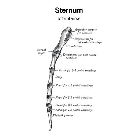 Xiphisternal Joint Lab 12 5 1 Osteology Of The Thorax Typical
