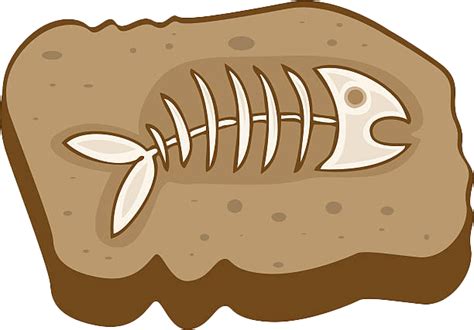 Fossils PNG Transparent Images PNG All
