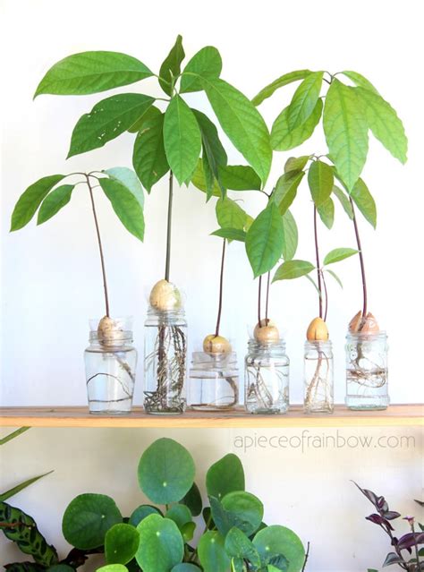 How To Grow Avocado From Seed 2 Easy Ways A Piece Of Rainbow