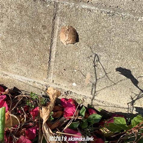 オオカマキリの卵嚢の転居補修両面テープでくっつける アカネコ生活