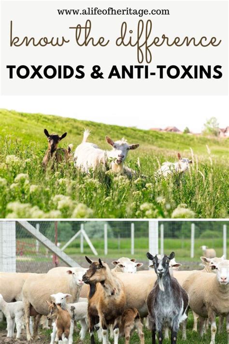 Goat Health Understanding Toxoids And Anti Toxins