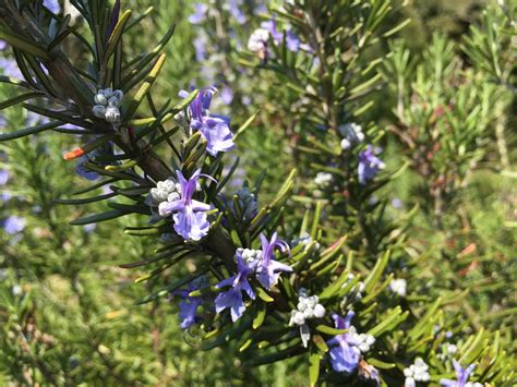 100 무료 Rosemary Flowers 로즈마리 이미지 Pixabay