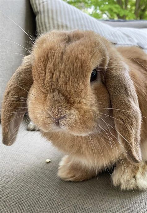 Caring For Rabbits The Dos And Donts Of Easter Bunnies