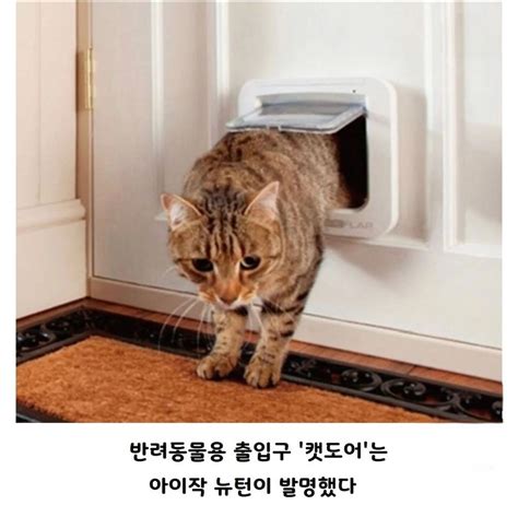 알아두면 쓸모없지만 귀여운 고양이 지식 유머 움짤 이슈 에펨코리아