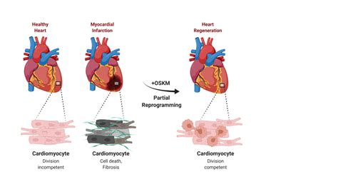Heart Regeneration After Reprogramming Of Cardiac Muscle Cells Max Planck Gesellschaft