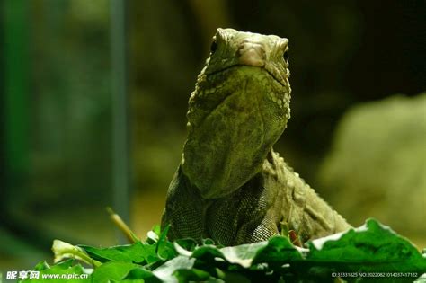蜥蜴 摄影图 野生动物 生物世界 摄影图库 昵图网