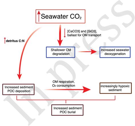 Diagram Showing The Potential Impacts Of Elevated Seawater Co 2 On Download Scientific Diagram