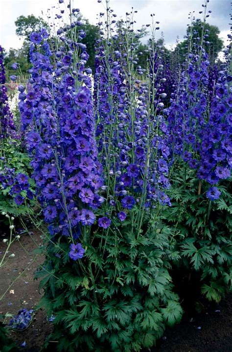 Delphinium Cassius Delphinium Cassius Herbaceous Perennialrhs