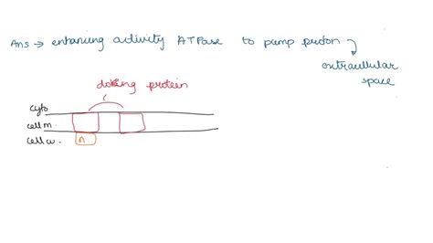 solved question 14 1 pts when auxin promotes cell wall expansion it