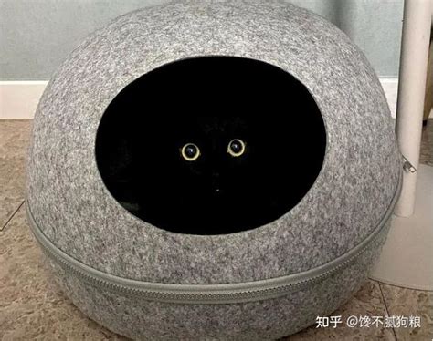 养猫，千万别选“黑色”的，理由有几个！ 知乎