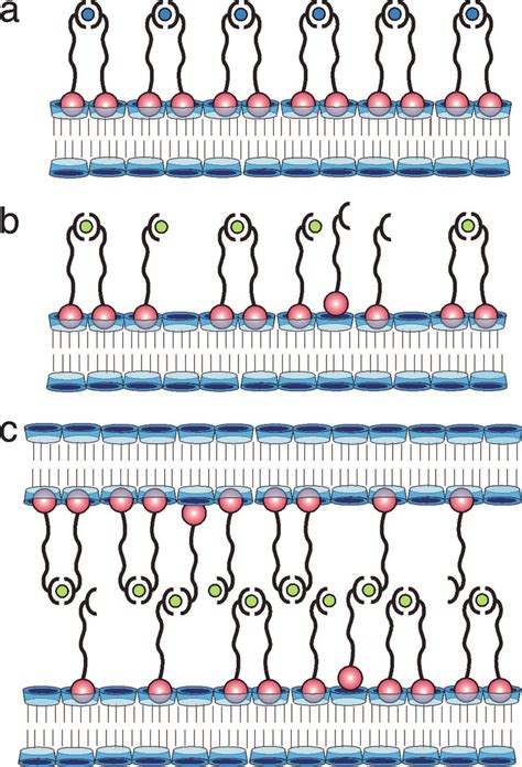 Orthogonal Multivalent Interactions On Interfaces And Between Download Scientific Diagram