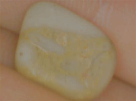 Coral Fossil Id The Fossil Forum